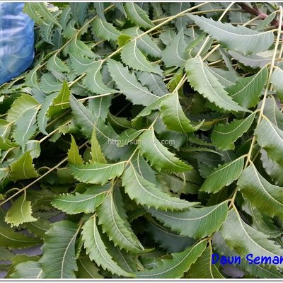 Cara Merawat Demam Campak Dengan Daun Semambu Daun Mambu