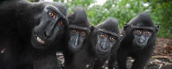 Gambar 4 Ekor Beruk Tanpa Butir Tahik